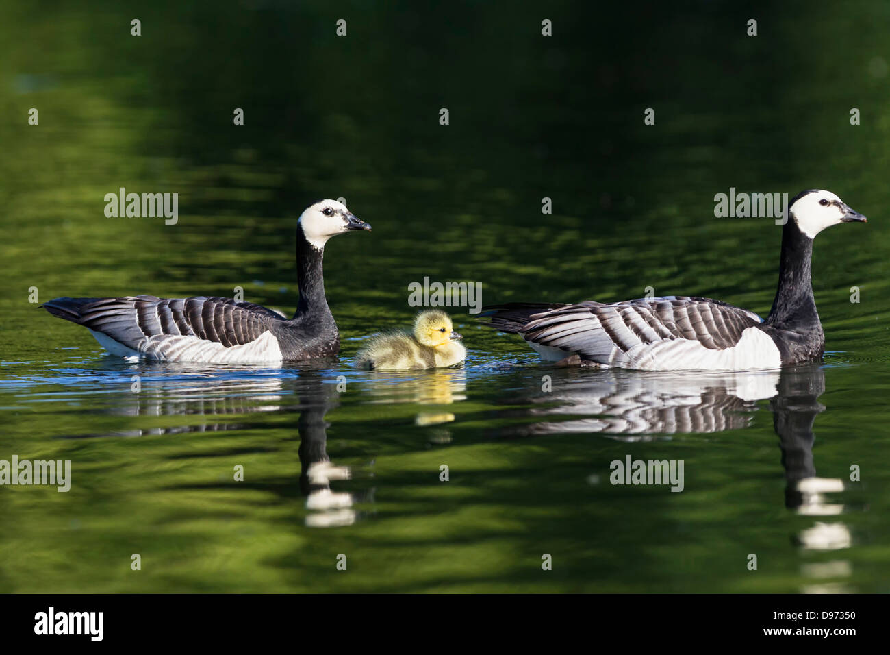 Germany, Bavaria, Barnacle gooses with chick swimming in water Stock ...
