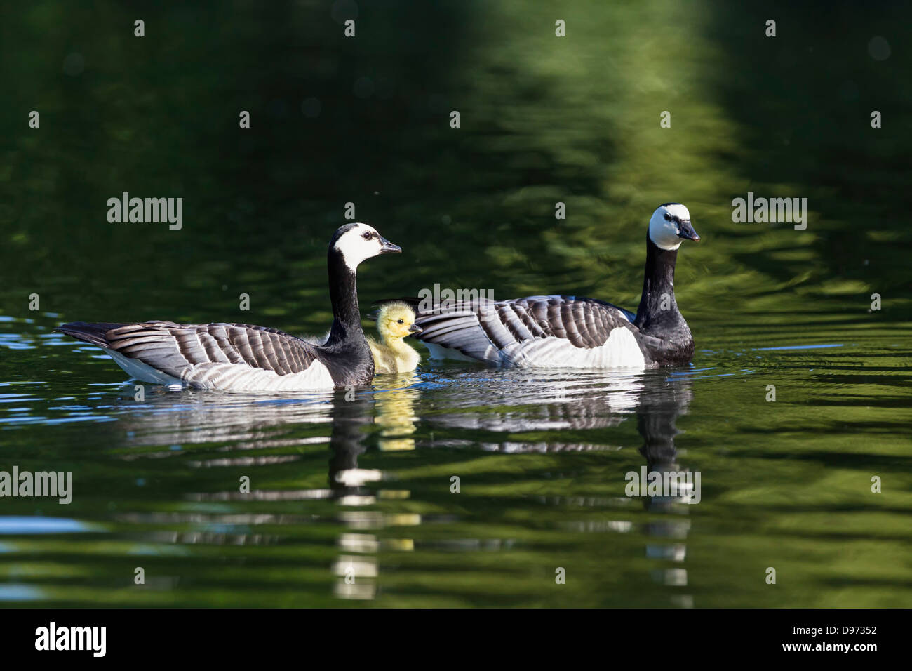 Germany, Bavaria, Barnacle gooses with chick swimming in water Stock ...