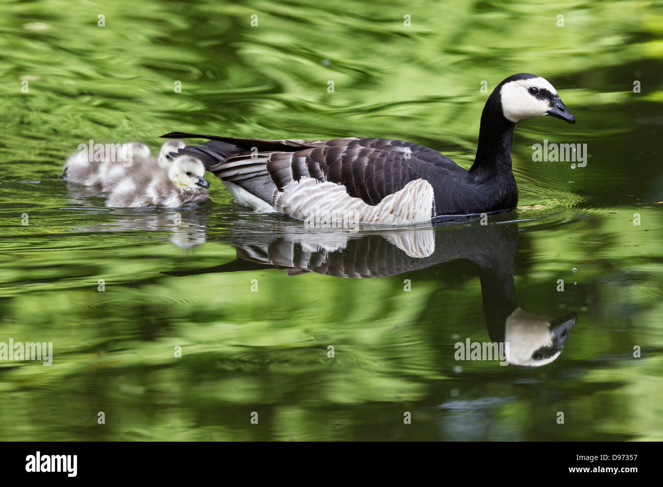Germany, Bavaria, Barnacle goose with chicks swimming in water Stock ...