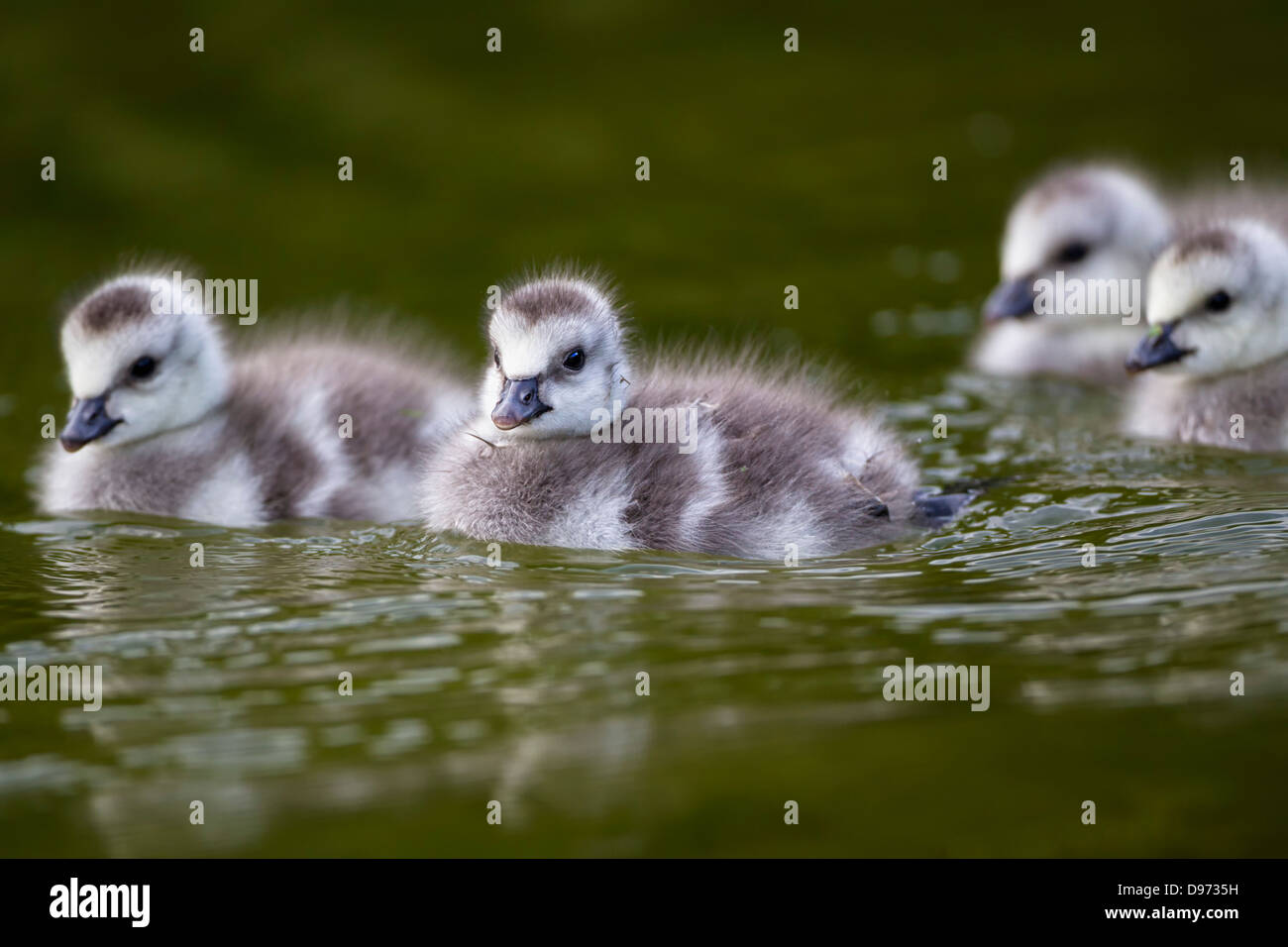 Germany, Bavaria, Barnacle goose chicks swimming in water Stock Photo ...