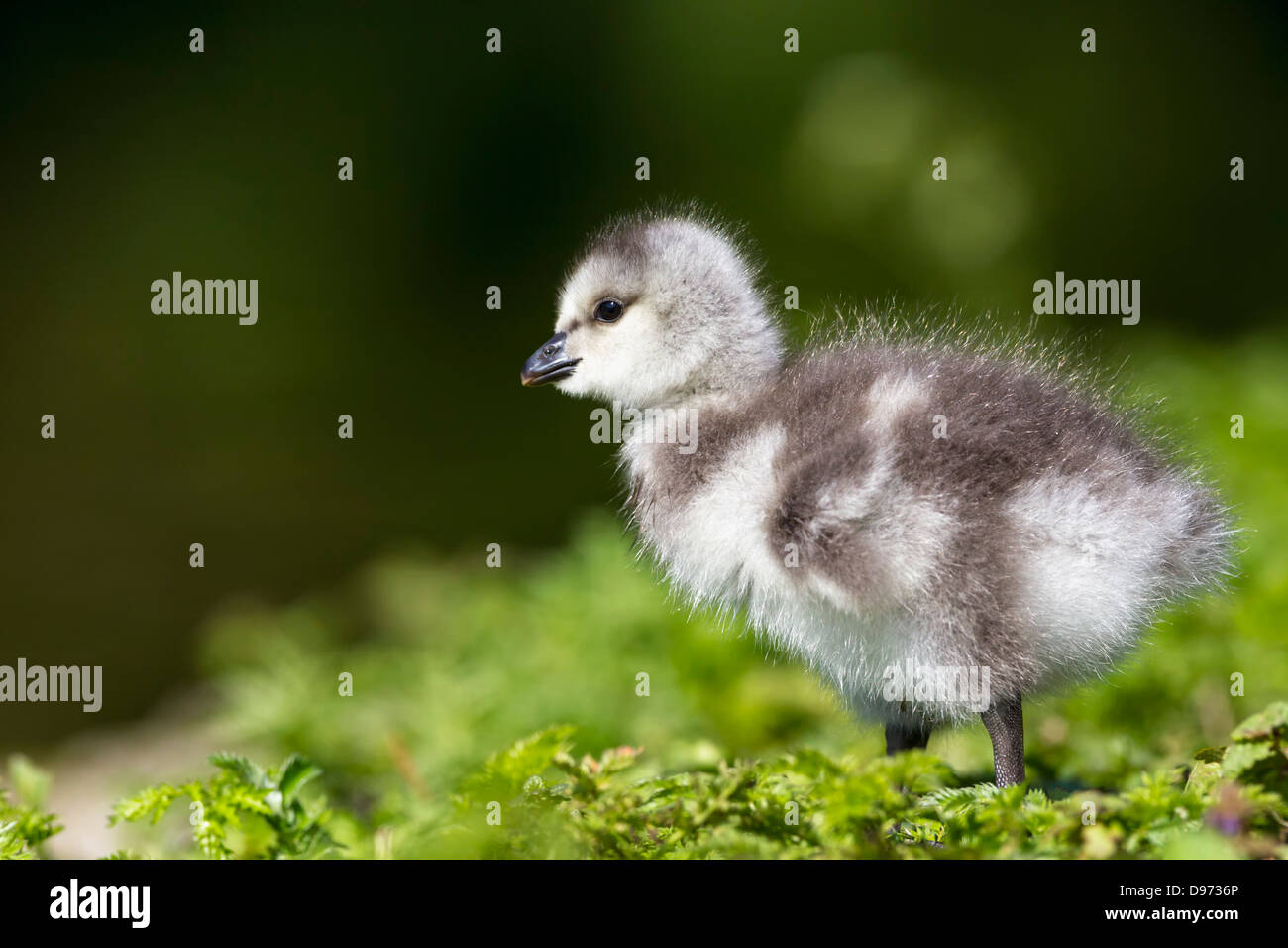 Germany, Bavaria, Barnacle goose chick on grass Stock Photo - Alamy