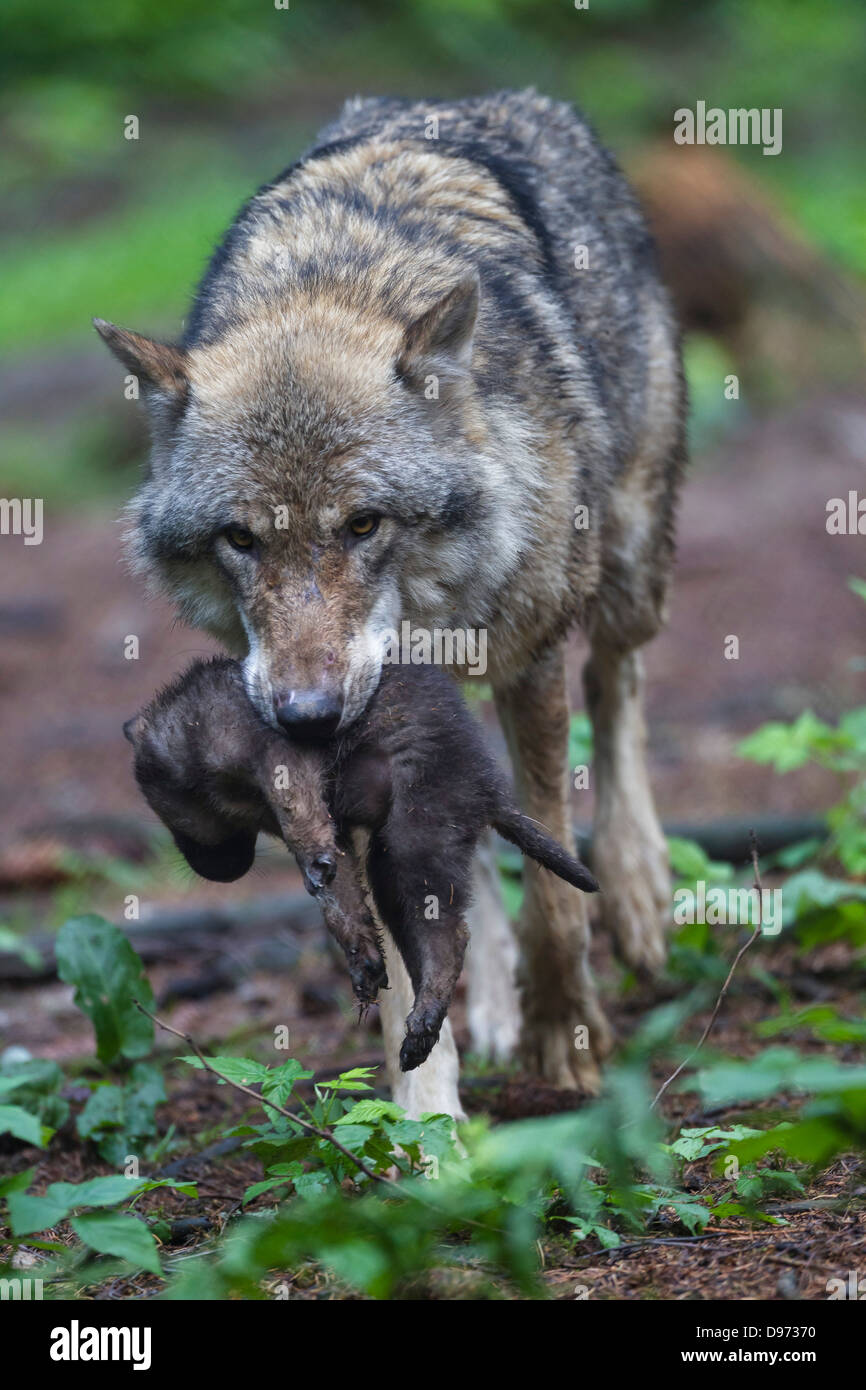 Wolf pup care hi-res stock photography and images - Alamy