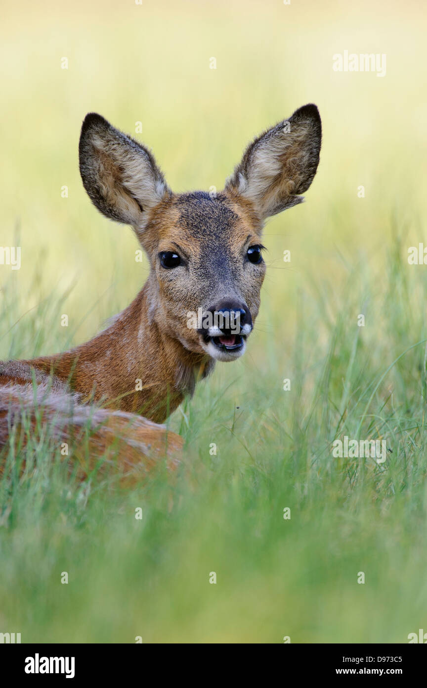 Capreolus capreolus, Reh, Rehwild, Roe Deer Stock Photo - Alamy