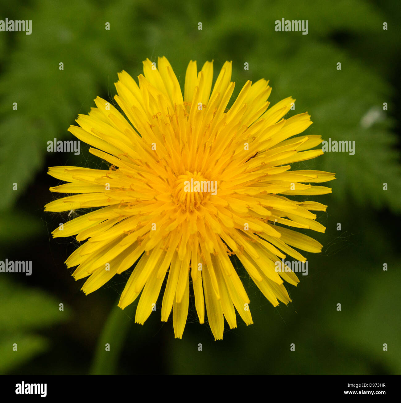 Dandelion flower head Stock Photo - Alamy
