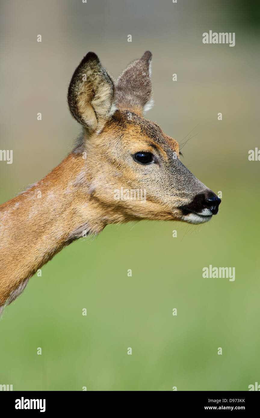Capreolus capreolus, Reh, Rehwild, Roe Deer Stock Photo - Alamy