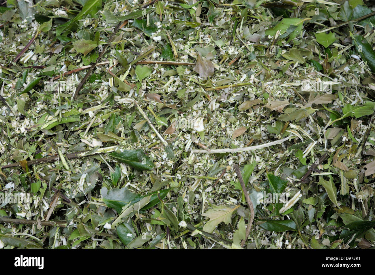 Shredded green garden waste from shrub clippings on a compost heap ...