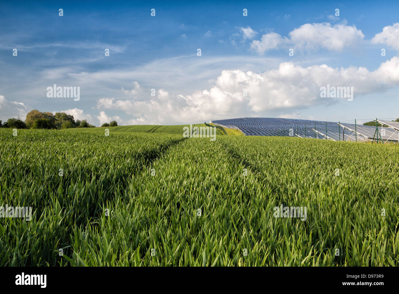 Silicon solar energy panels on green corn field Stock Photo - Alamy