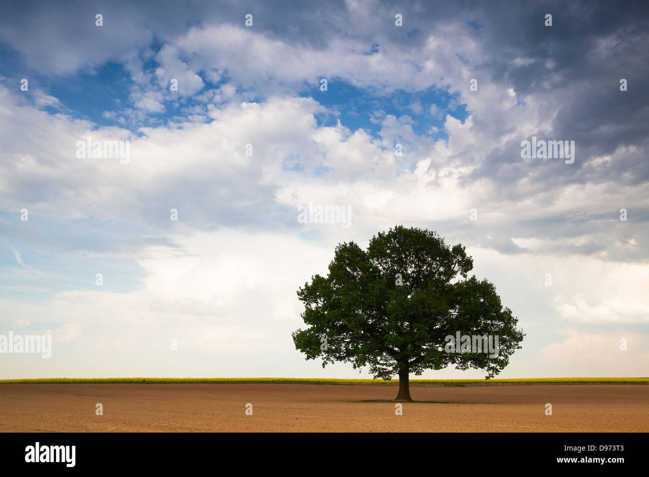Memorable tree on the uncultivated field at sunset Stock Photo - Alamy