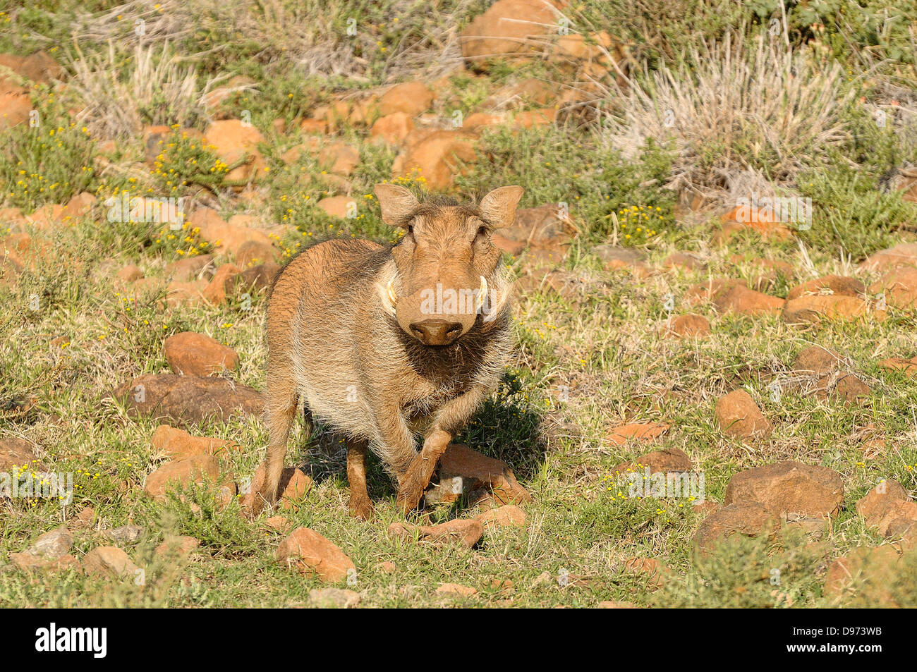 Wart Hog Phacochoerus africanus Female Photographed in Mokala National ...