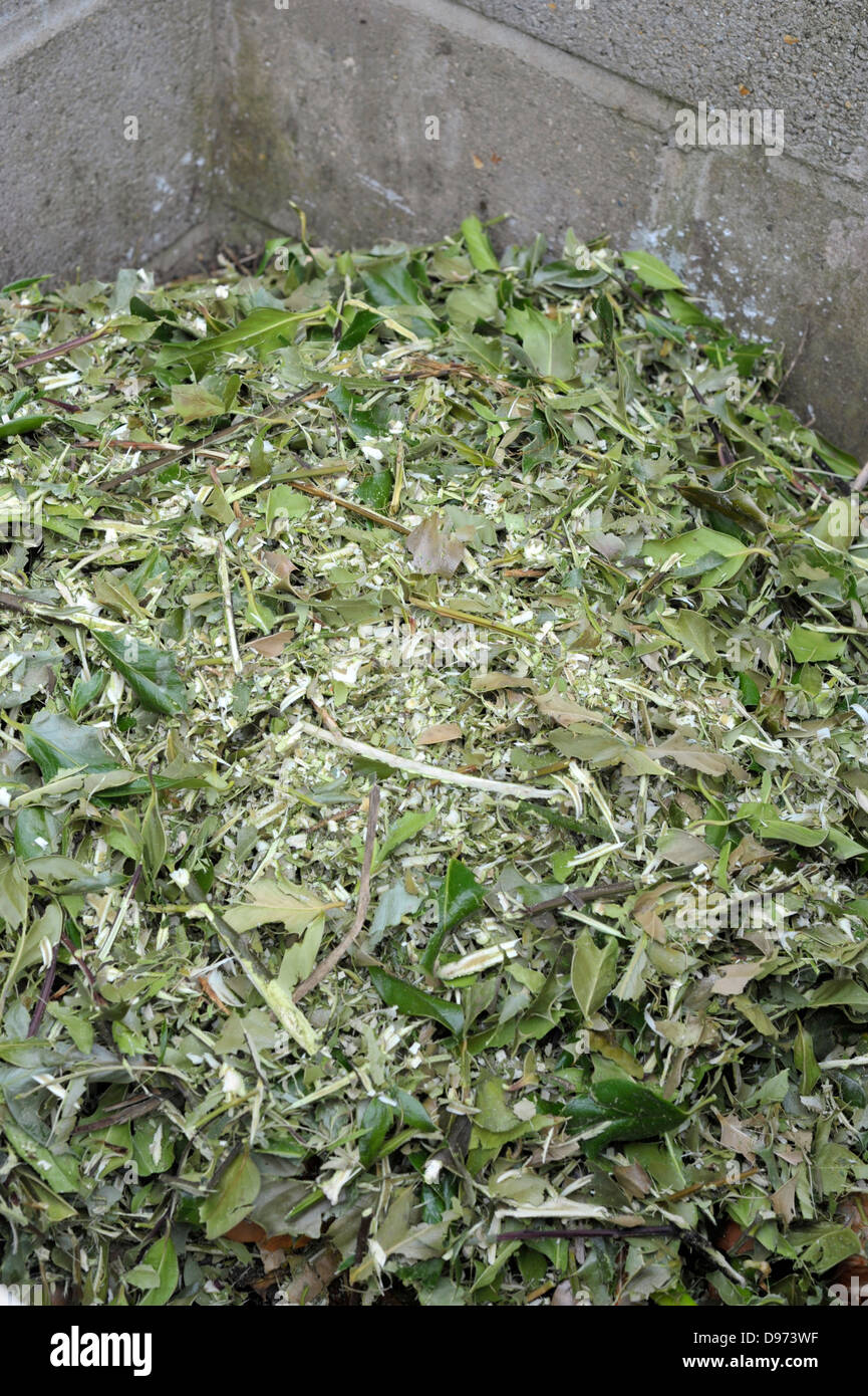 Shredded shrub woody clippings on a compost heap Stock Photo - Alamy