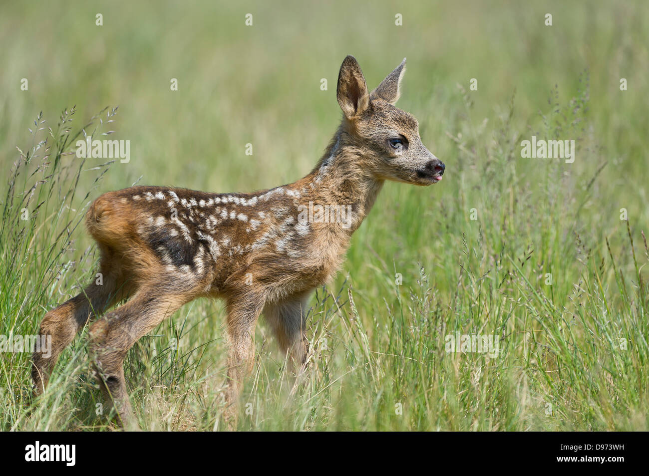 Kitz, Reh, Rehkitz Stock Photo - Alamy