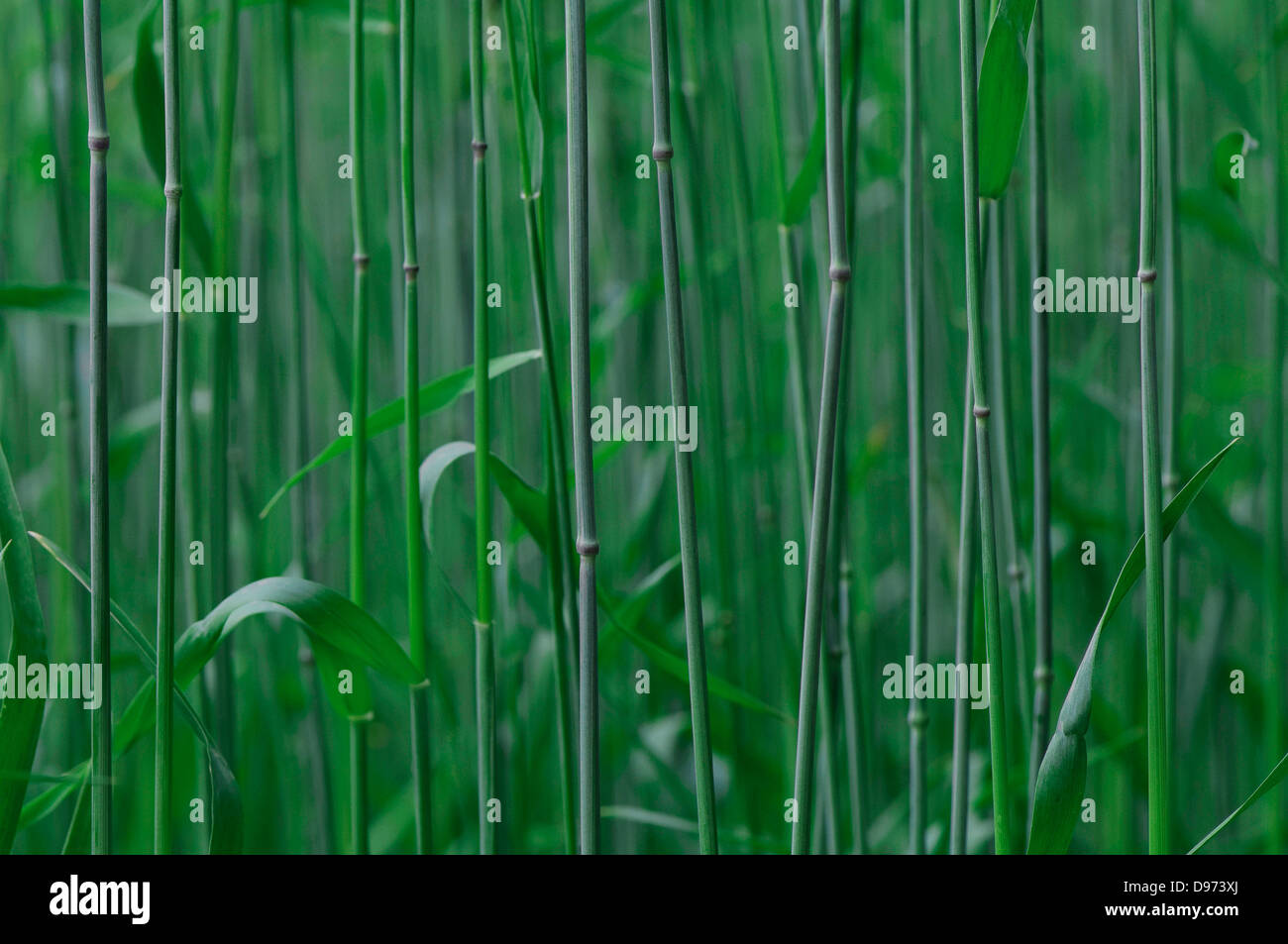 Stalks, close up Stock Photo - Alamy