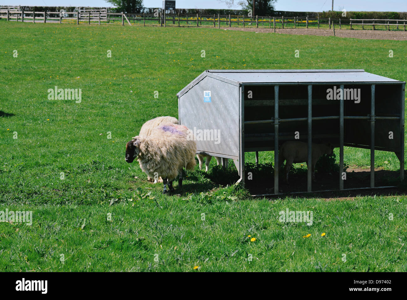 Sheep on farm hi-res stock photography and images - Alamy