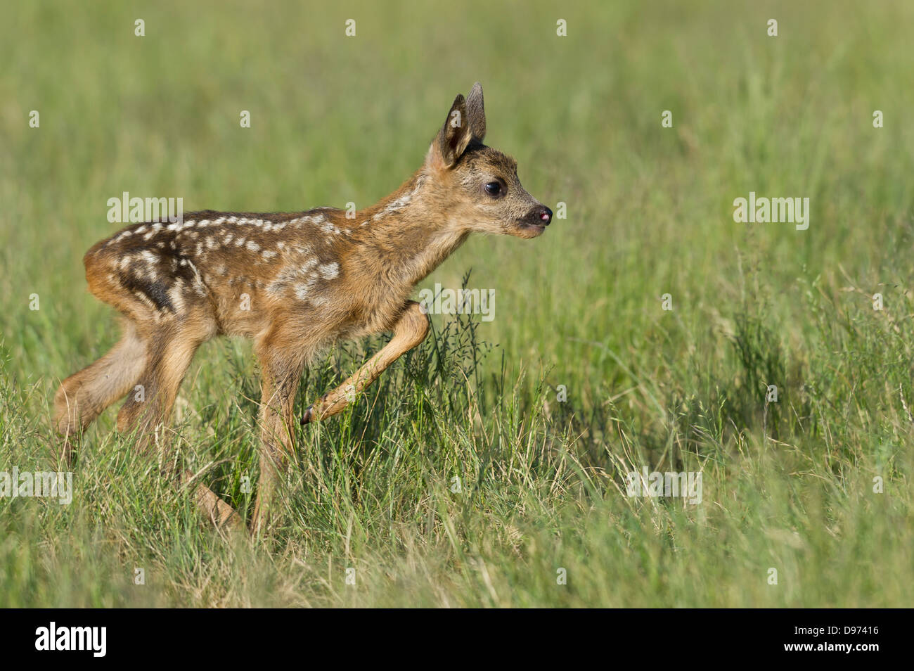 Kitz, Reh, Rehkitz Stock Photo - Alamy