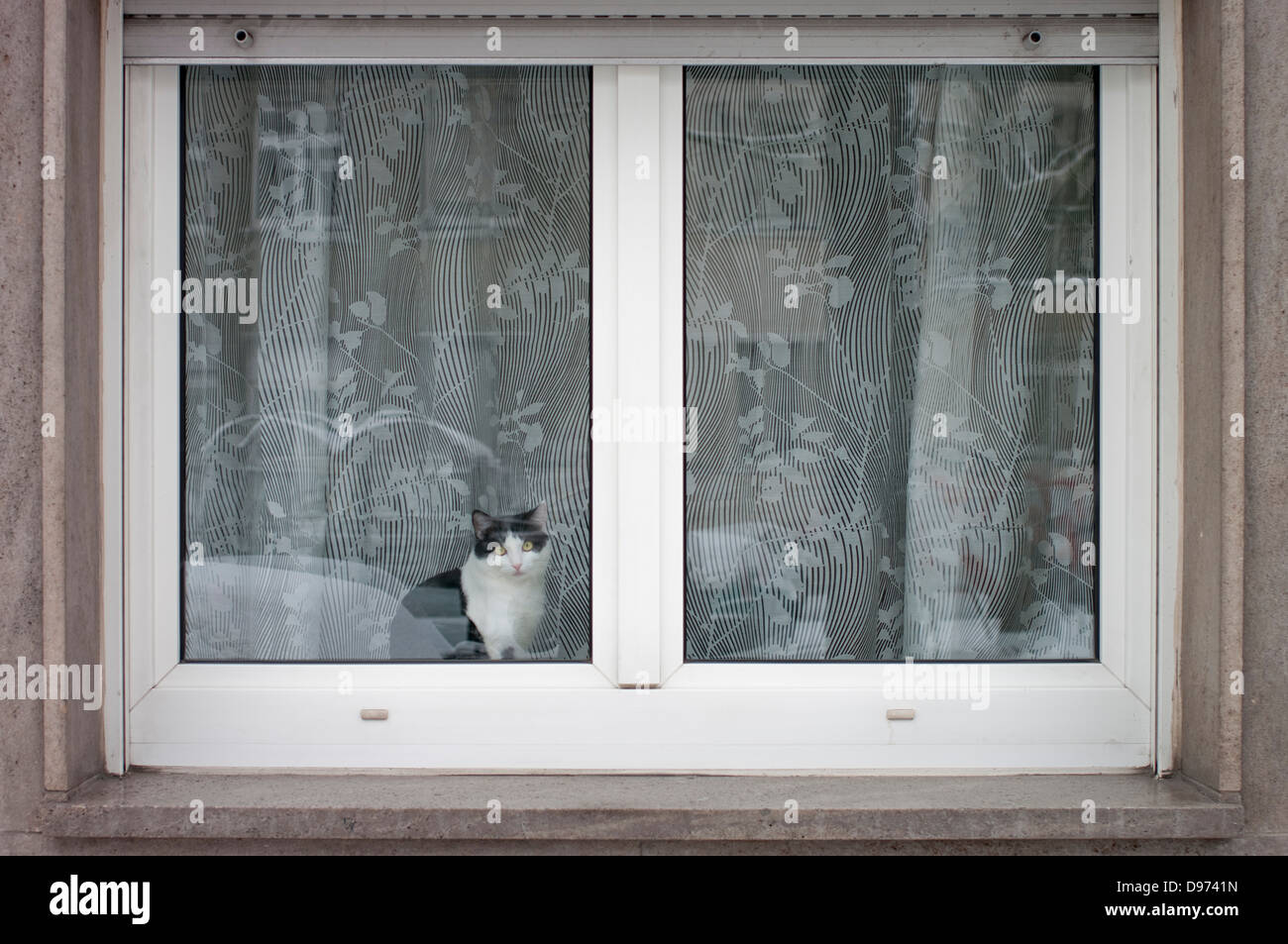 Germany, Hesse, Frankfurt, Cat looking through window Stock Photo - Alamy