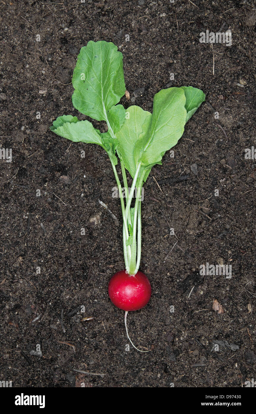 Circle of radish hi-res stock photography and images - Alamy
