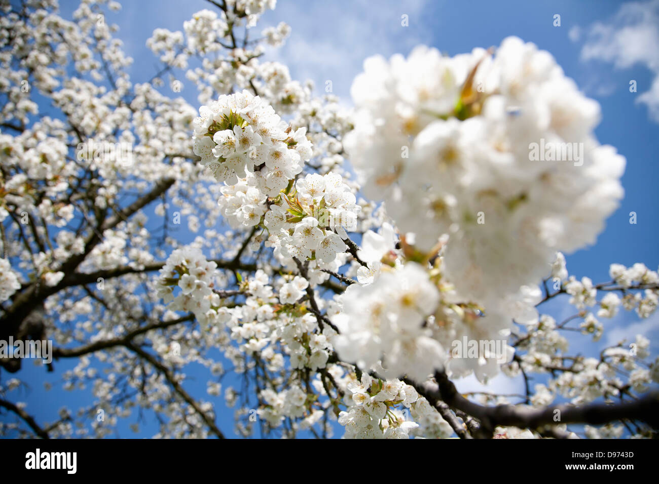 Germany, Wuerzburg, Cherry tree in graden, close up Stock Photo - Alamy