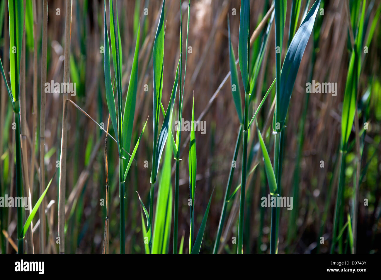 Germany, Wuerzburg, Grass in garden during spring, close up Stock Photo ...