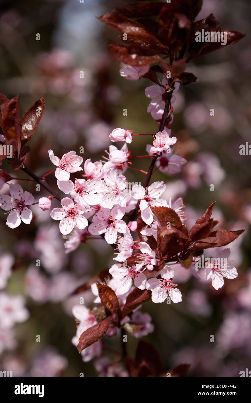 Germany, Wuerzburg, Cherry flowers in garden Stock Photo - Alamy