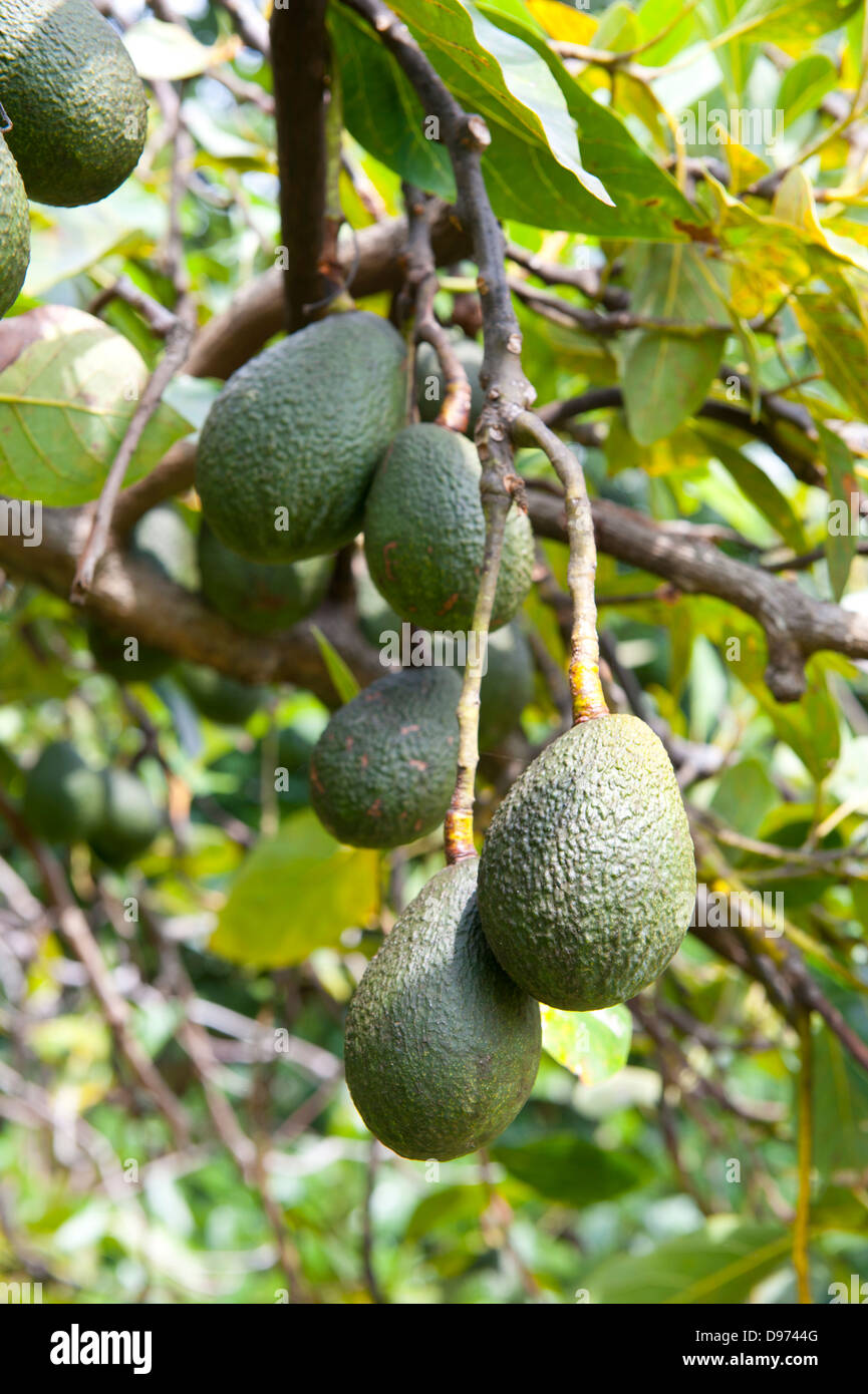 Avocado tree hawaii hi-res stock photography and images - Alamy