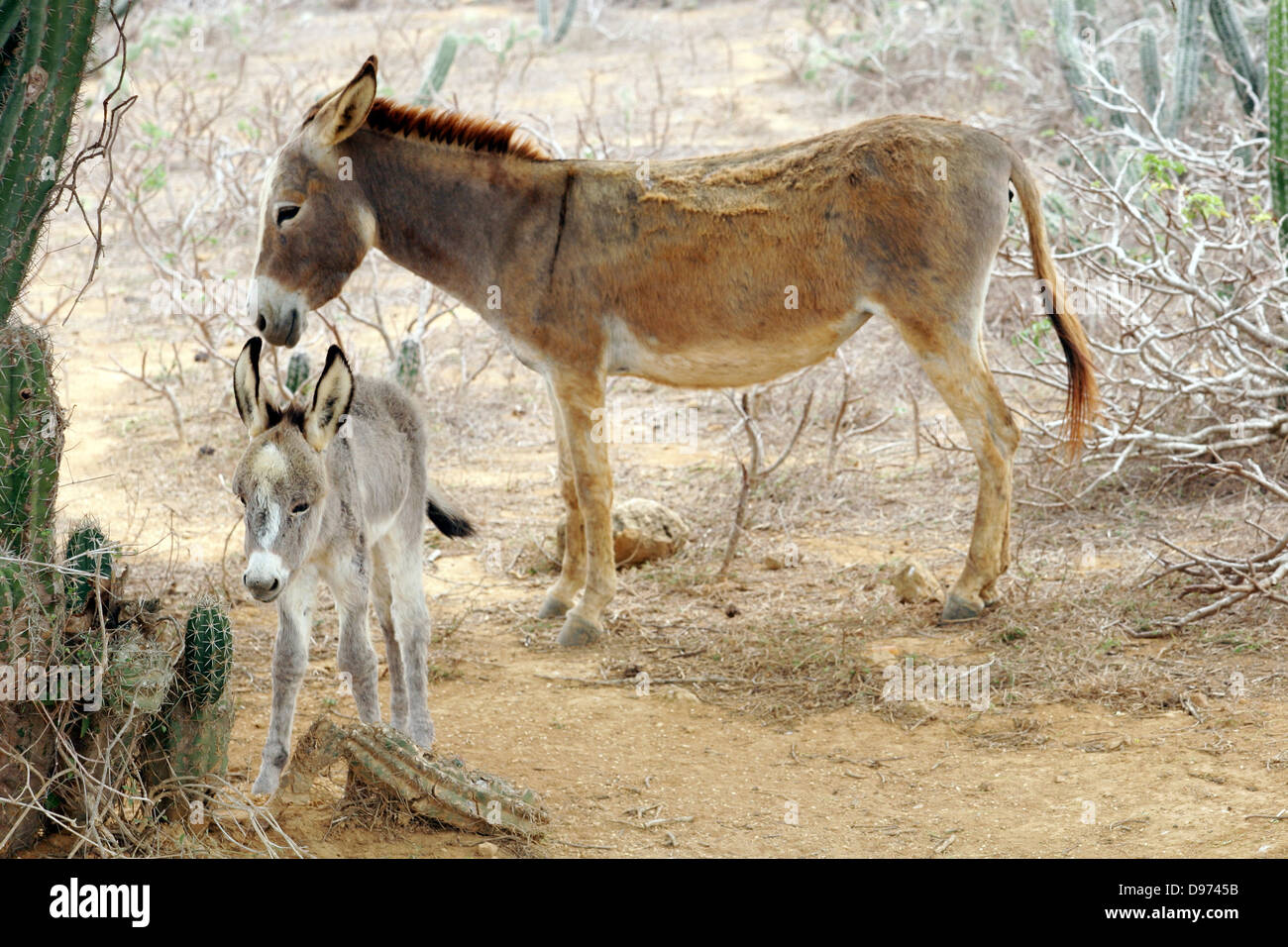 Donkey colt hi-res stock photography and images - Alamy