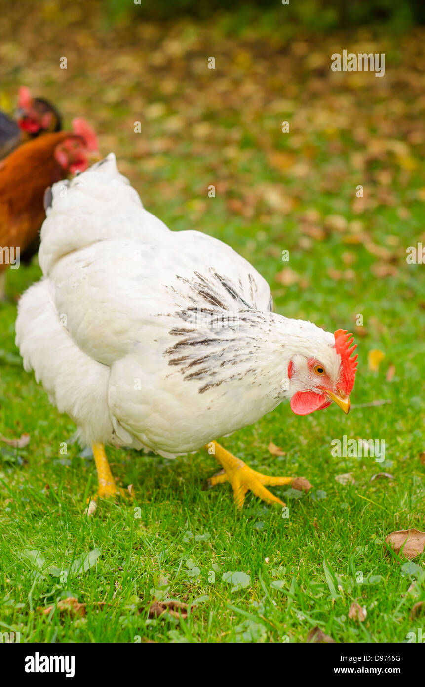Three chickens hi-res stock photography and images - Alamy