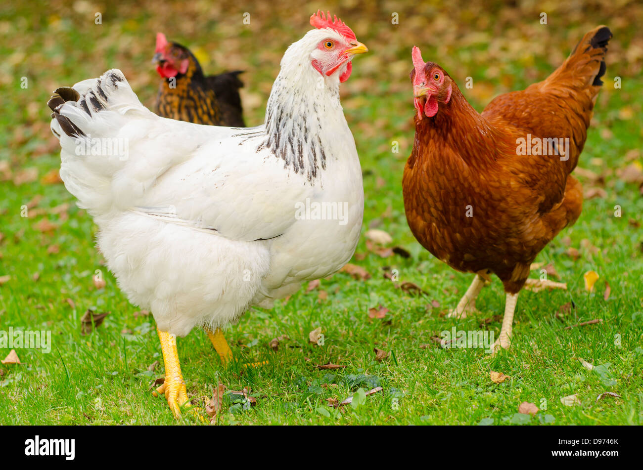 Germany, North Rhine Westphalia, Three chickens Stock Photo - Alamy
