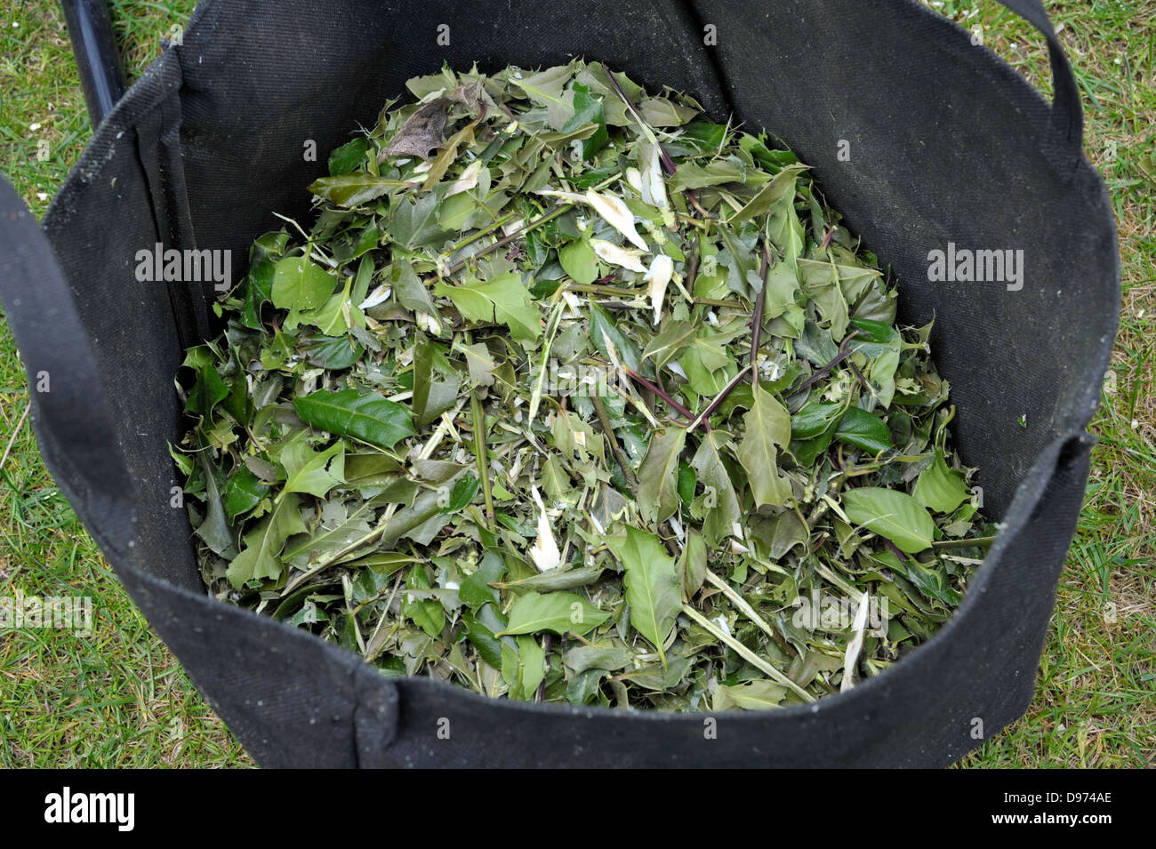 Shredded shrub cuttings in a sack ready for recycling on the compost ...