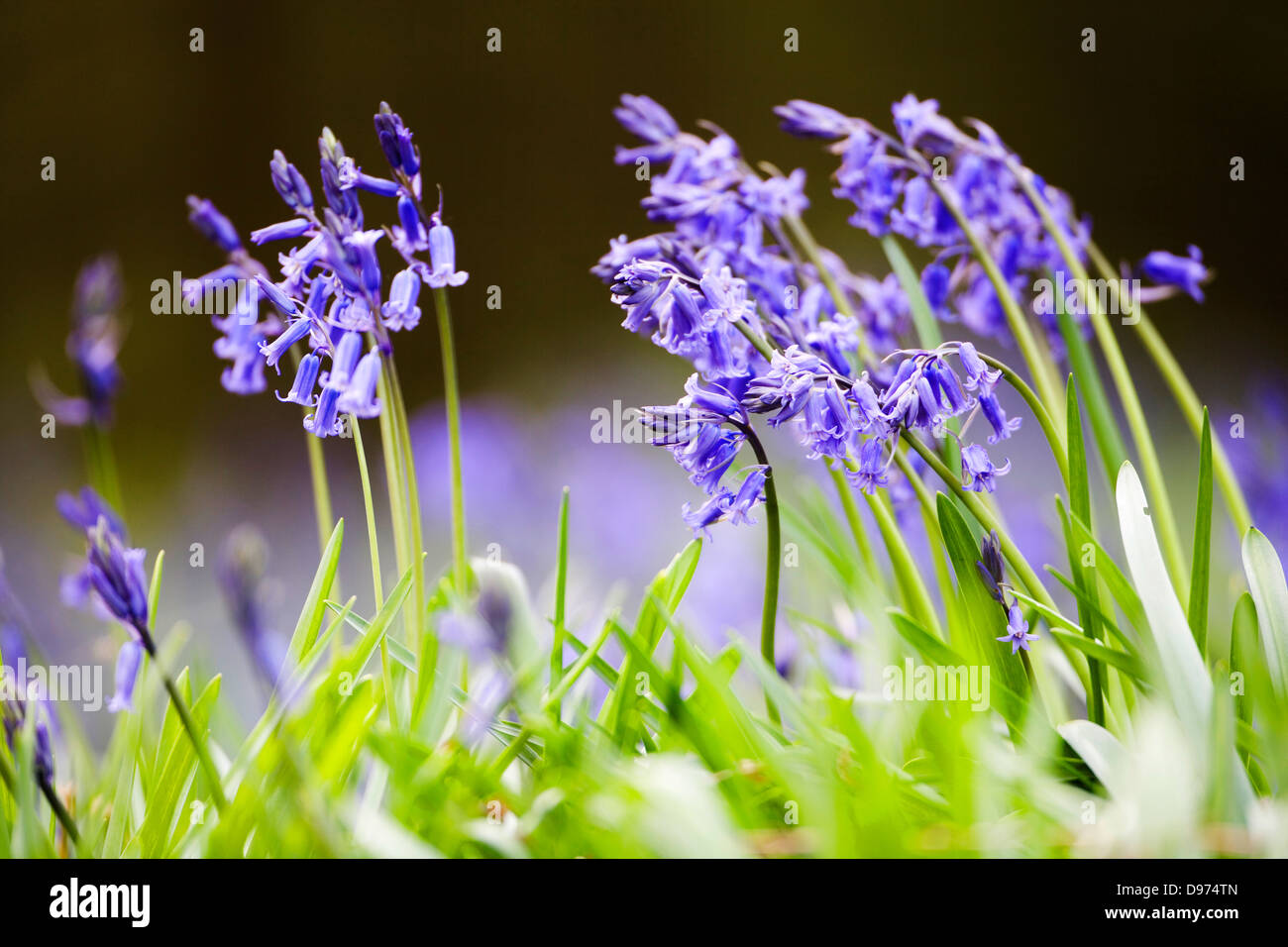 Bluebells uk hi-res stock photography and images - Alamy