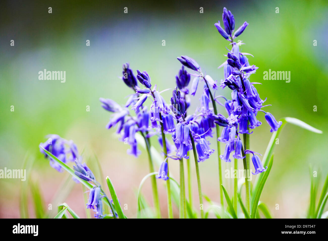 Somerset bluebells hi-res stock photography and images - Alamy