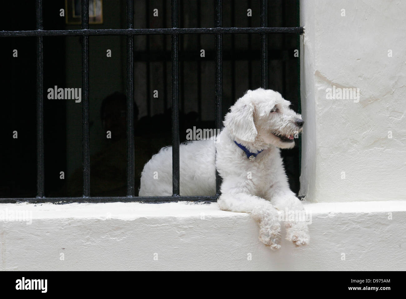 White dog sitting on window sill behind window bars, Colombia, South ...
