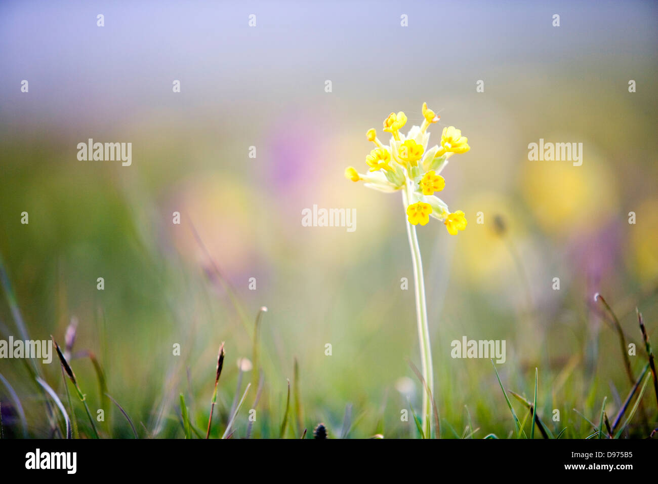 Cowslip uk hi-res stock photography and images - Alamy