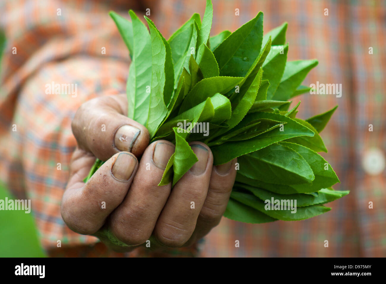 Thai tea plantation tree hi-res stock photography and images - Alamy