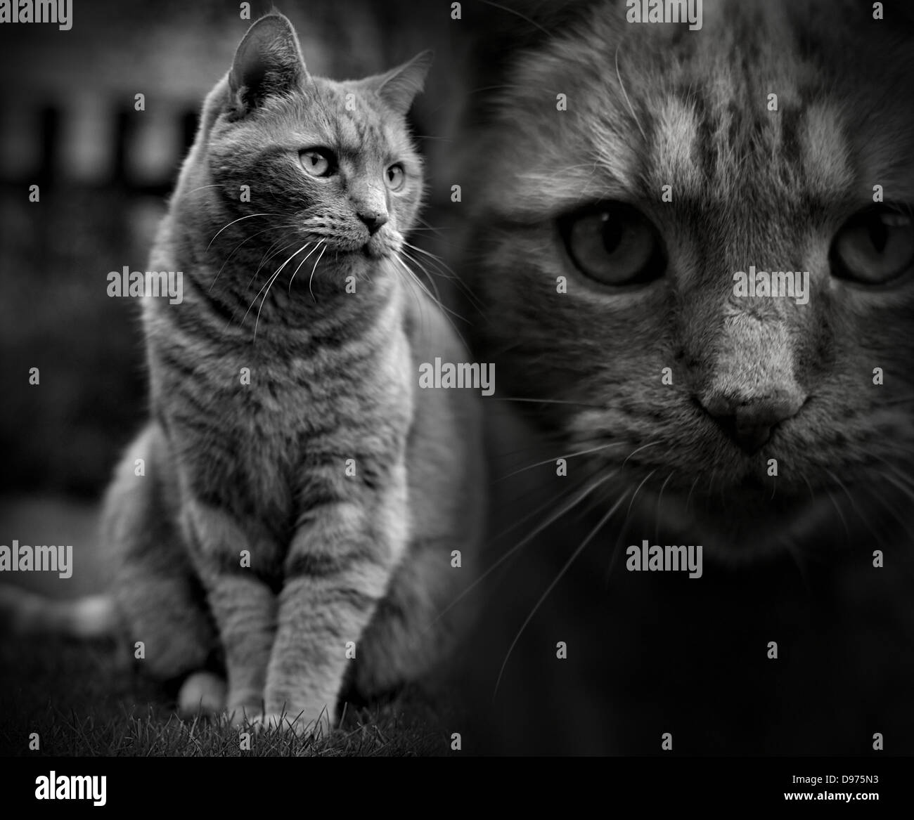 This scraggy ginger tom cat came calling at our home and stayed ever ...