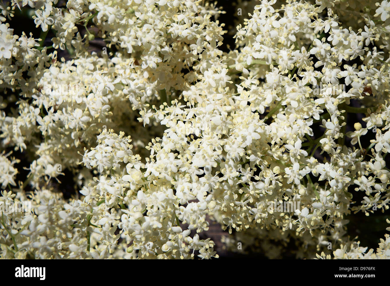 Sambucus nigra, European black elderberry, elder, bloom, blooming shrub ...