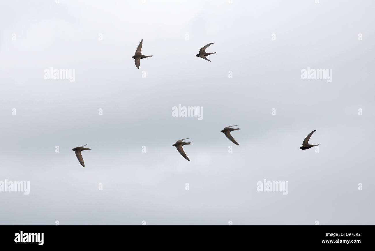 Screaming flock of Common Swifts Apus apus in flight June evening Stock ...