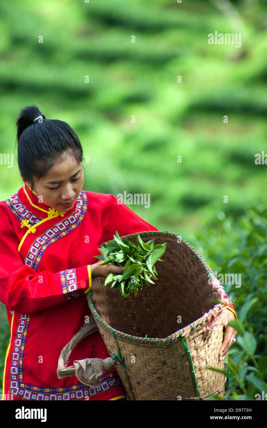 worker harvesting tea in plantation Stock Photo - Alamy
