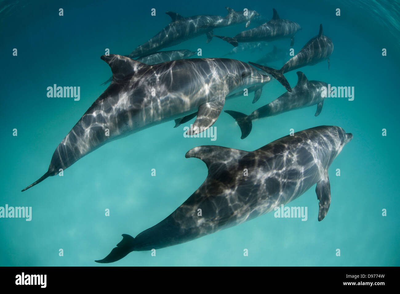 Family (pod) of Indo-pacific bottlenose dolphins (Tursiops aduncus ...