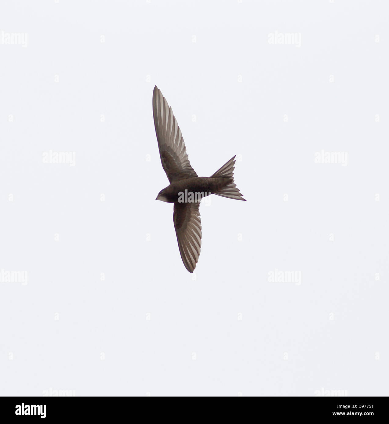 Common Swift Apus apus in flight June evening Stock Photo - Alamy