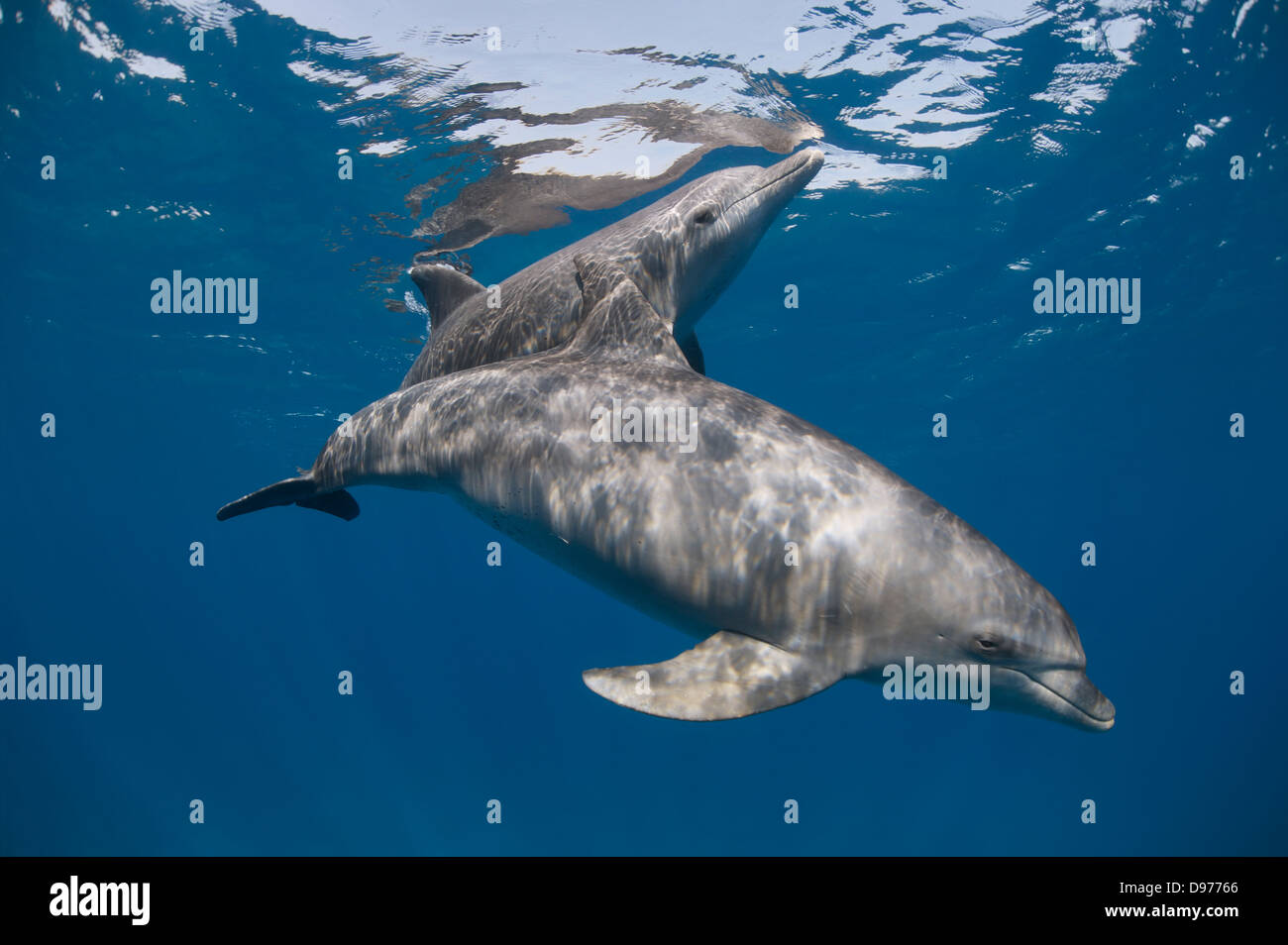 Indo pacific bottlenose dolphins hi-res stock photography and images ...