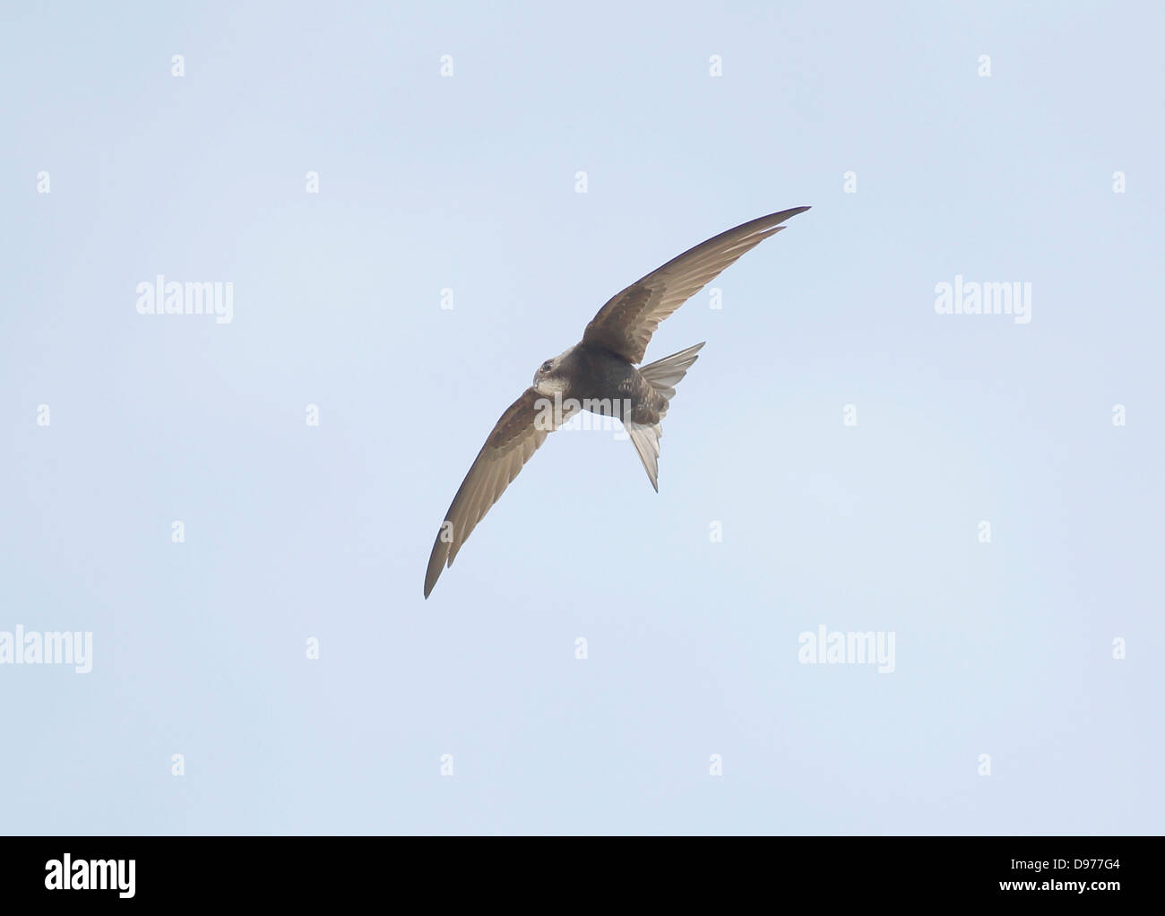 Common swift hi-res stock photography and images - Alamy