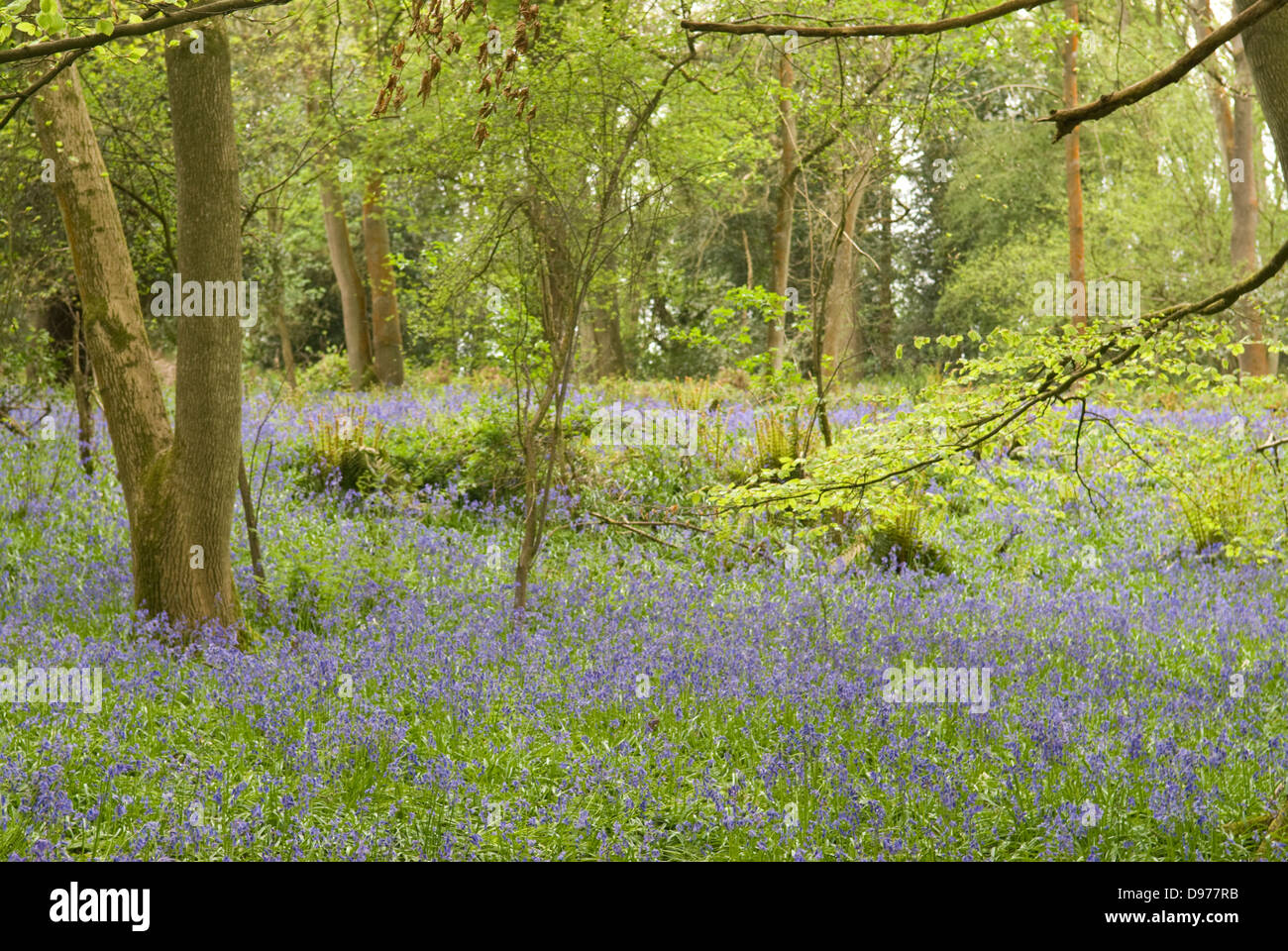 Staffhurst wood hi-res stock photography and images - Alamy