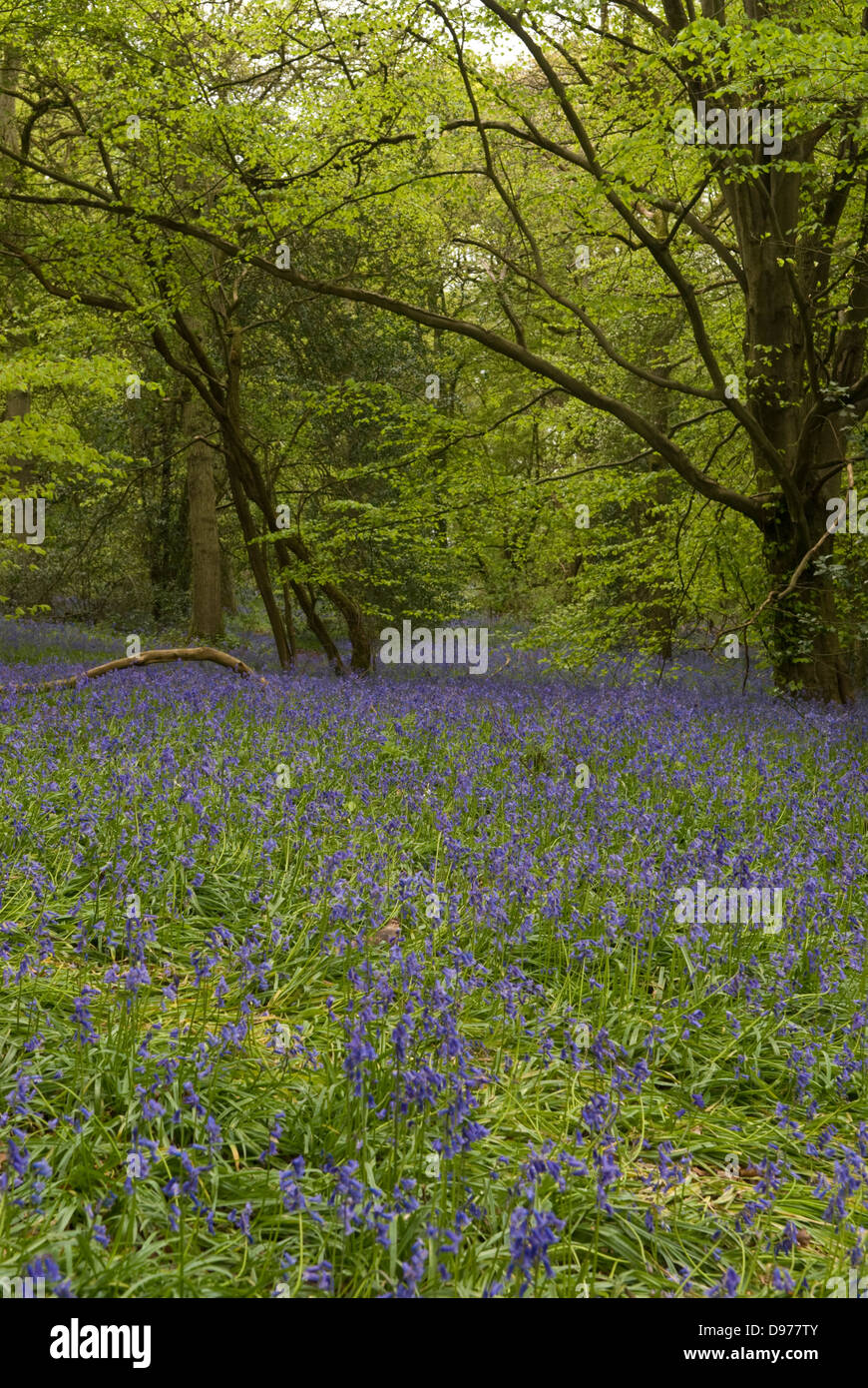 Bluebell wood staffhurst wood nature hi-res stock photography and ...