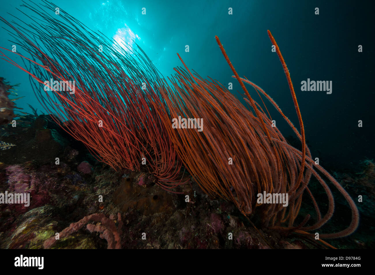 Sea whips hi-res stock photography and images - Alamy