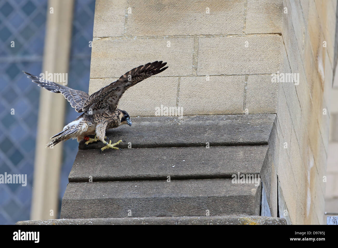 Peregrine (Falco peregrinus Stock Photo - Alamy