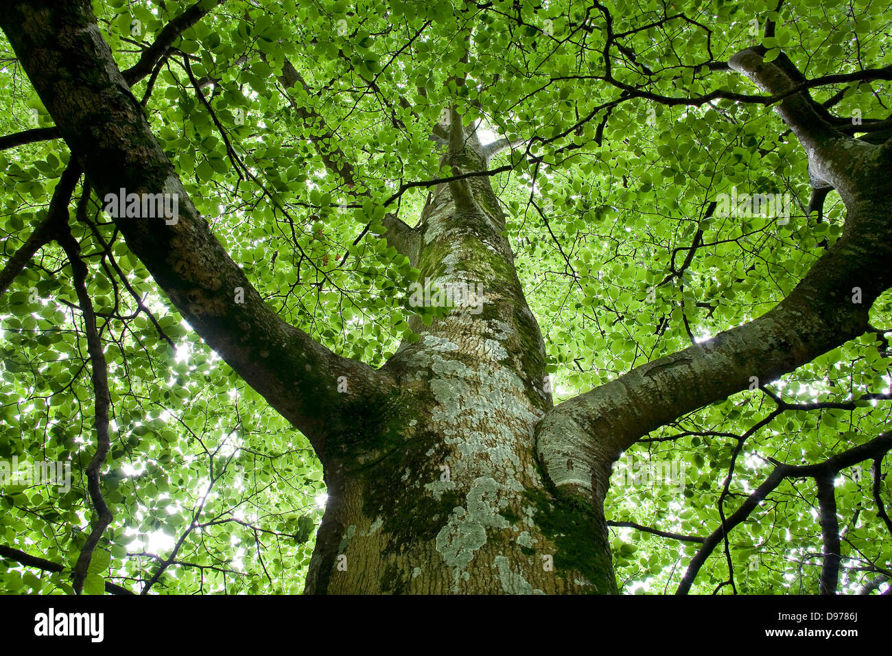 trunk and leaves of a European beech (Fagus sylvatica Stock Photo - Alamy