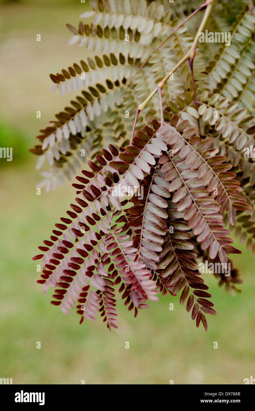 Honey locust gleditsia triacanthos ruby lace hi-res stock photography ...
