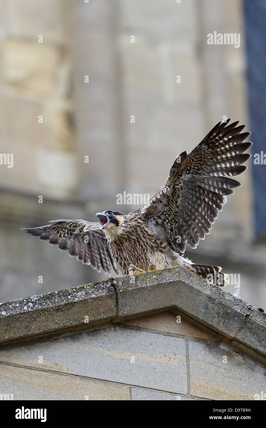 Peregrine (Falco peregrinus Stock Photo - Alamy
