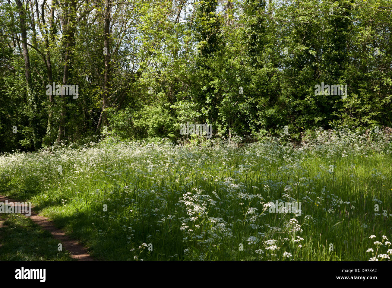 Cow Parsley, Anthriscus sylvestris, growing along the Windrush Way in ...