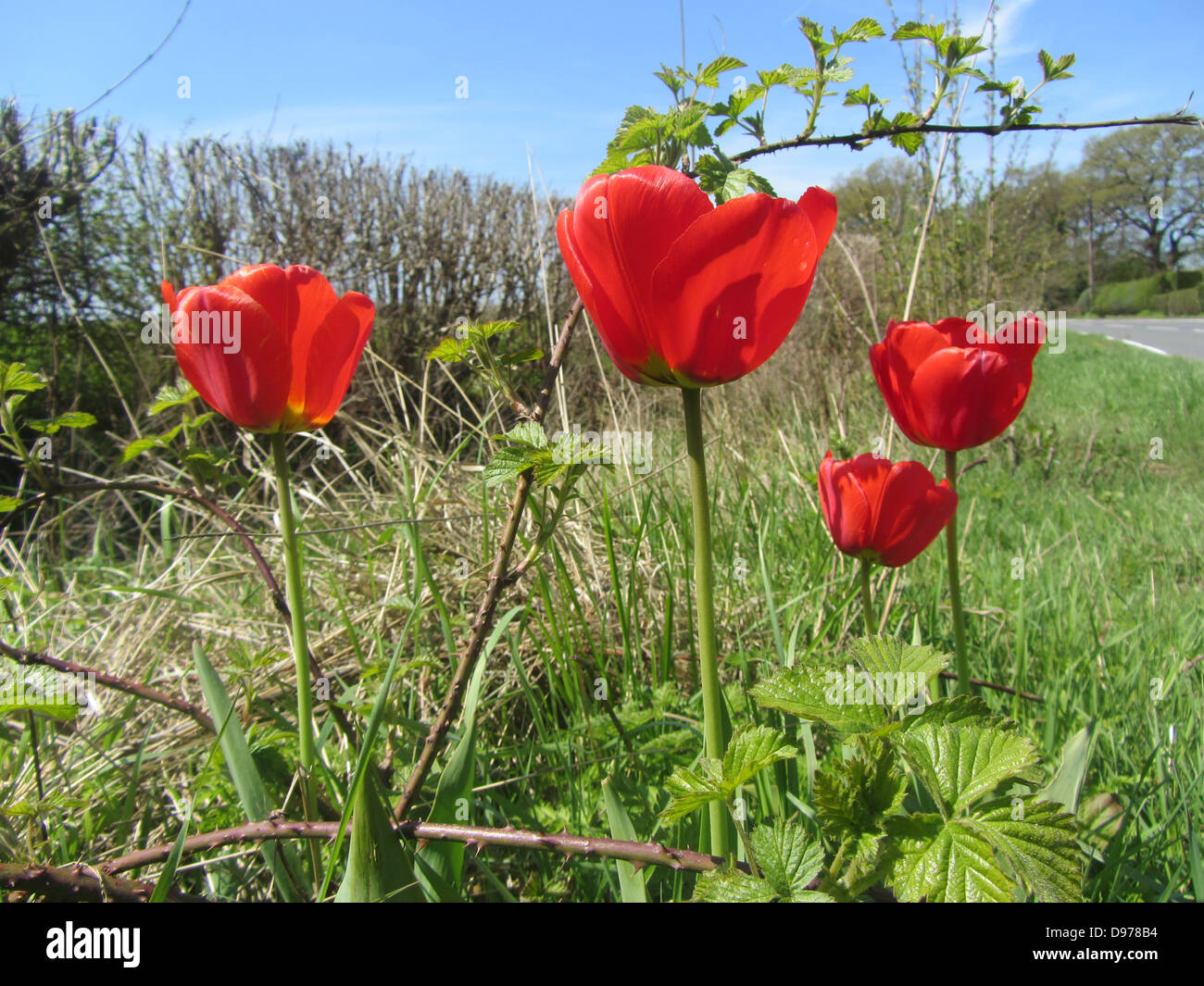 flowers on the road Stock Photo - Alamy